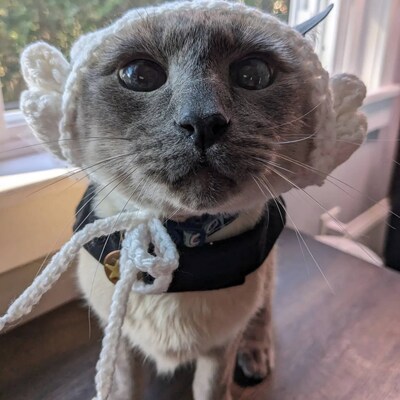 Powdered Wig, Hats for Cats, Barristers Wig, Judge Wig, Pet Costumes ...