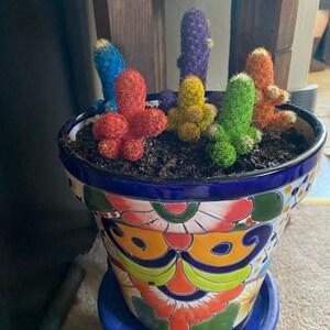 Blue Desert Gems Cacti Rare Succulent Cactus Plant | Etsy