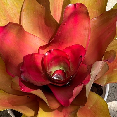 Bromeliad Neoregelia 'magali' - Etsy