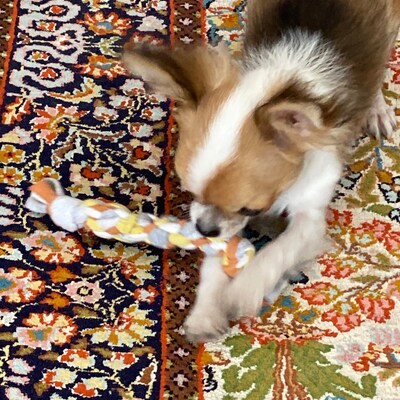 Large Dog Bootie Crochet Pattern - Etsy