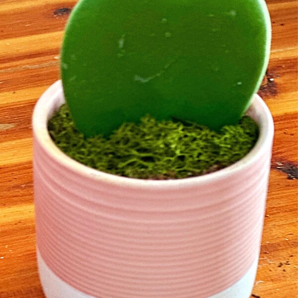 FOSTER 4-pack LIVE 4 Inch Kalanchoe, Blooming Houseplant, Gardening ...