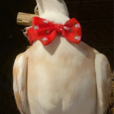 Pink Owl// Bird Diaper Parrot Flight Suit 2meters Leash - Etsy