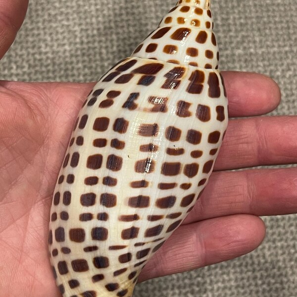 6.20" FLORIDA Keys BEACH Collected Juvenile Roller Queen, Pink Conch ...