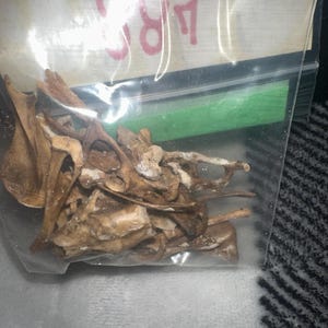 Deathtaxusa 85 51 Venomous Timber Rattlesnake Rattler Serpent Skin Shed ...