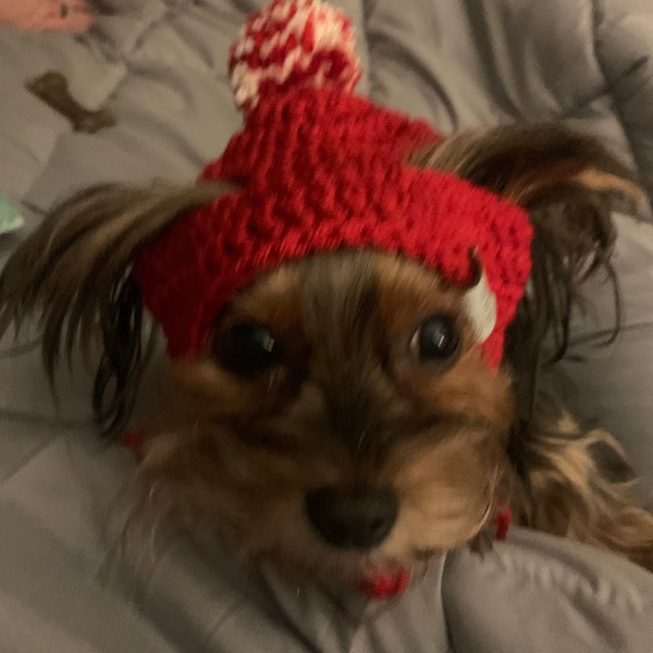 Simba Beanie - Cat Beanie - Dog Beanie | Kitty Beanies - Pupper Beanies ...