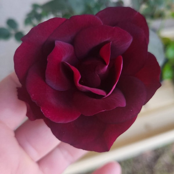 Rose【princess Tenko｜プリンセステンコー】- 3 Gal Liveplant｜rare Japanese Rosa｜天宫公主 ...