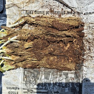 3 Raspberry Plants joan Jcompletely Thornless, Everbearing, High ...