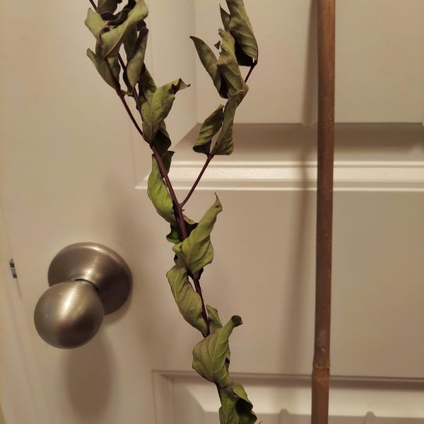 Yuma Crape Myrtle: Elegant Lavender-blue Blooms for Your Landscape - Etsy