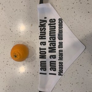 Black Cat Pointing Middle Finger Lunch Bag, Back to School, Cat Lover ...