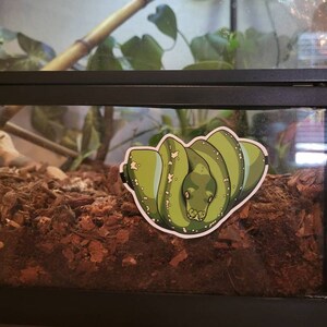 Green Tree Frog Sticker - Etsy