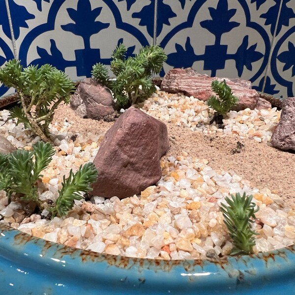 Mini Joshua Tree Succulent 4" Pot Thick and Full - Sedum Multiceps ...