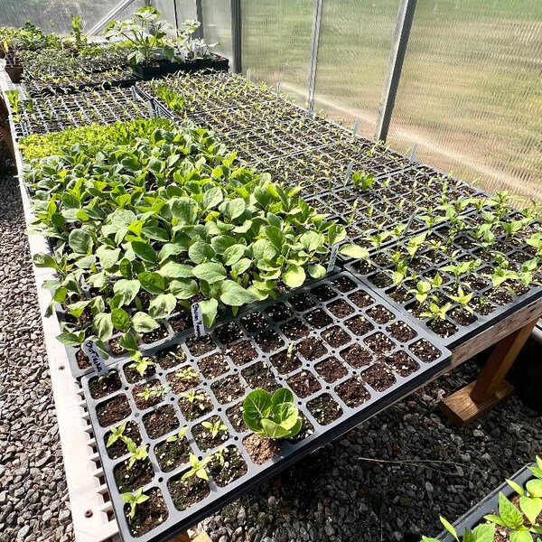 Giant Syrian Tomato Seeds - Etsy