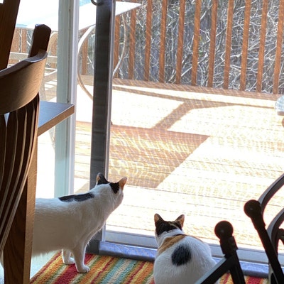 Small Custom Flat Cats Window Screens Mesh Window Protection - Etsy