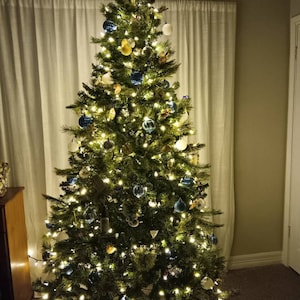 Real Jungle Mud Starfish Orange Brown Amber Color 1 to 3 Pcs 2 to 4 1/2 ...