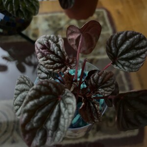 Silver Splash Pothos Scindapsus Pictus Exotica - Etsy