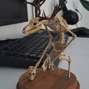 Sphinx Skeleton, Curiosity Cabinet - Etsy