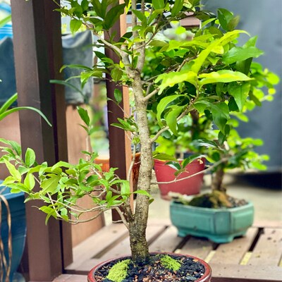 Surinamese Stick Pea Powder Puff Bonsai Tree winter - Etsy