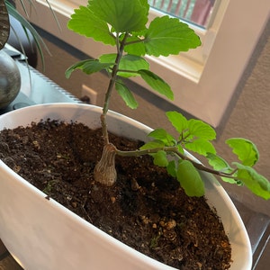 Bonsai Mint plectranthus Ernstii Caudex - Etsy