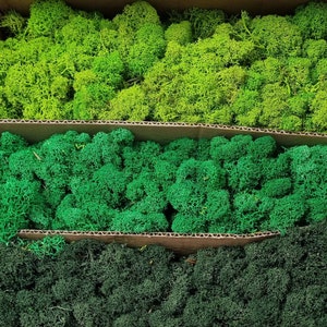 World Map With Moss, World Map With Reindeermoss on a Self-adhesive ...