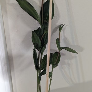 Athens Blue Princess Glory Bush Planttibouchina Urvilleanasmall Starter ...