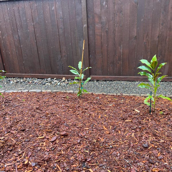 Cascade Harvest Red Raspberry- Very Large Firm Berries, Very Good ...