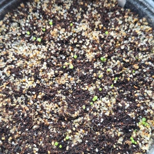 SEEDS Lithops Aucampiae 'jacksons Jade' 20seeds C395 - Etsy