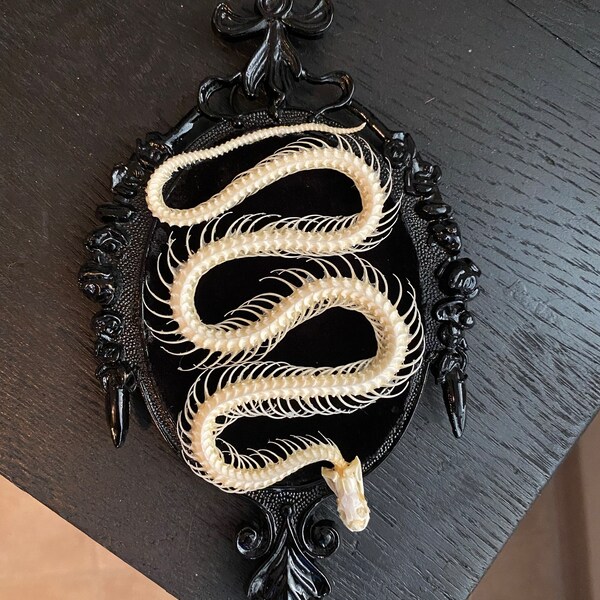 Snake Skeleton Taxidermy - Etsy
