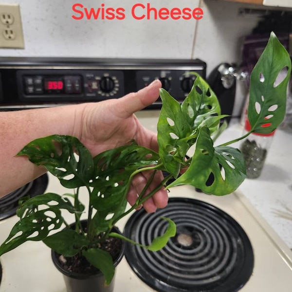 RARE Monstera Obliqua Peru Plant in a Nursery Pot SAME Pot as Images US ...