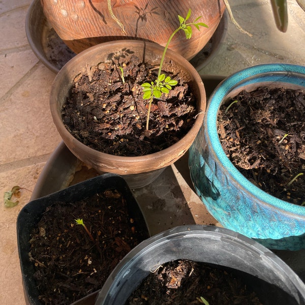 Sacred Fig Tree Seeds | Bodhi Tree Seeds | Pippala Tree Seeds | Peepal ...