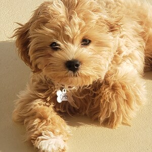 Black Calligraphy Personalized Dog Tag, Custom Dog Tag, Double Sided ...