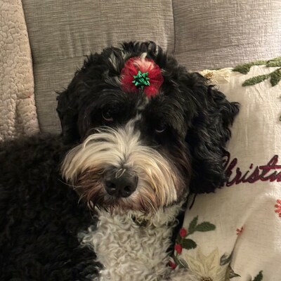 MYSTERY BOW PACK Dog Bows, Grooming Top-knot/ Pig-tail Bows, Dog Hair ...