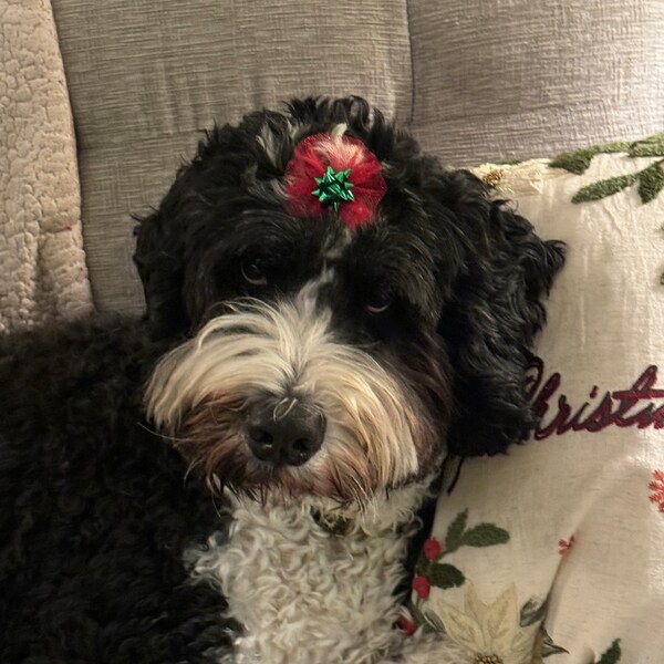 Plain DOG BOWS, Tulle Dog Bows, Grooming Dog Topknot Bows - Etsy