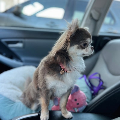 12mm Custom Tiny Tag, Small Pet Tag, Dog Tag, Puppy Tag, Kitten Tag ...