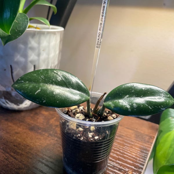 Hoya Microdwarf Ns12-323 - Etsy