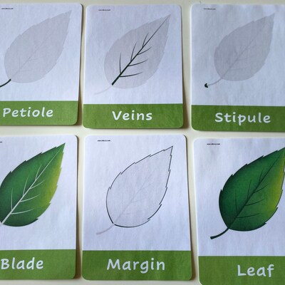 Parts of a LEAF 6 Cards Flash Cards Montessori Cards Homeschooling ...