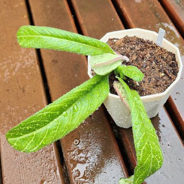 PK Sunny Rainbow Streptocarpus Cape Primrose 2.5 Pot Starter Plant - Etsy