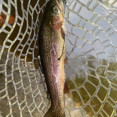 Hydropsyche Caddis Larva Trout Flies Colorado Fly Fishing Flies Caddis ...