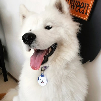 Pet ID Tag American Eskimo - Etsy