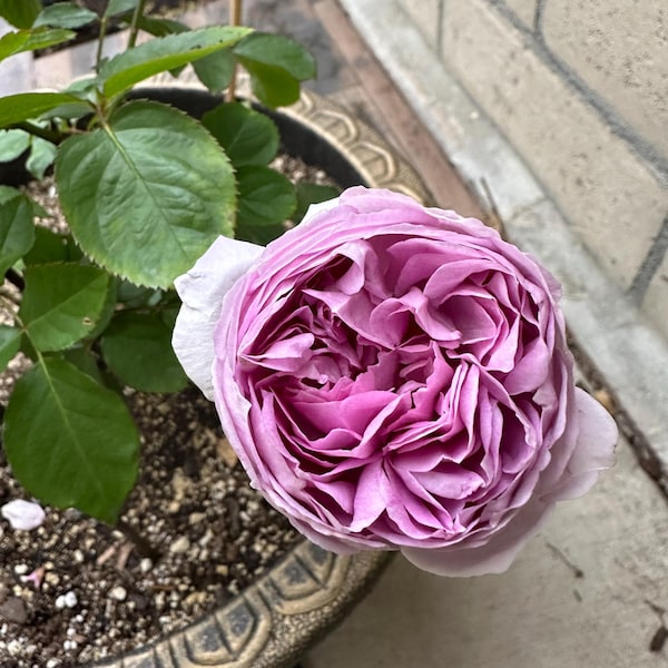 Chinese Julie. Climbing Rose Hanxian 涵仙cut Rose. Highly Recommended ...