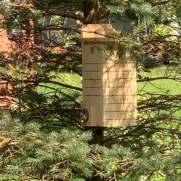 Wildlife Rehab Approved Red Squirrel Nest Box-fsc Pine Douglas Squirrel ...