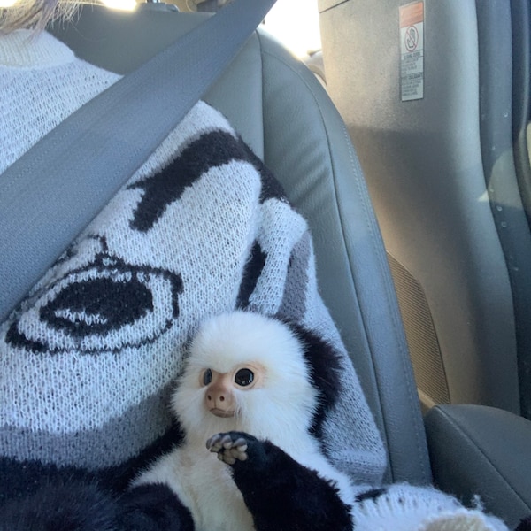 Made to Order! Marmoset Monkey Realistic Stuffed Toy - Etsy