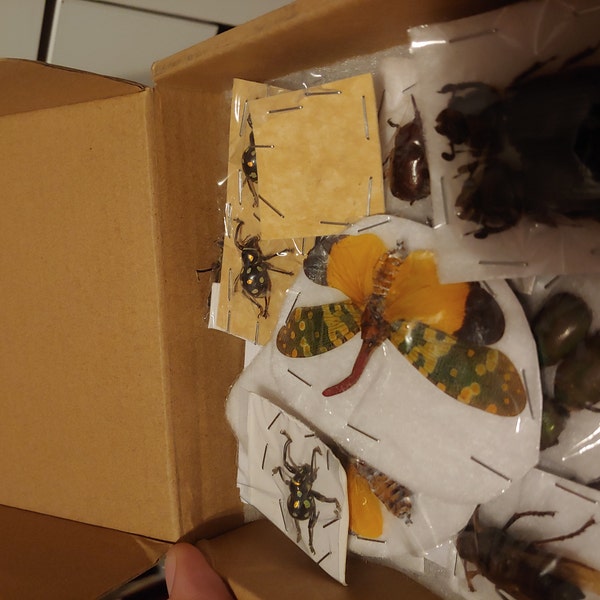 15 Real Assorted Beetles Bees Cicada Scorpion Butterfly - Preserved ...