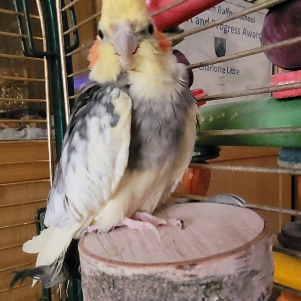 Natural Silver Birch Hardwood Round Log Slices Rustic Green Hard Wood ...