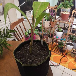 1 Dwarf Fig Little Ruby™. Zones 7-11. Perfect as Potted Plant. - Etsy