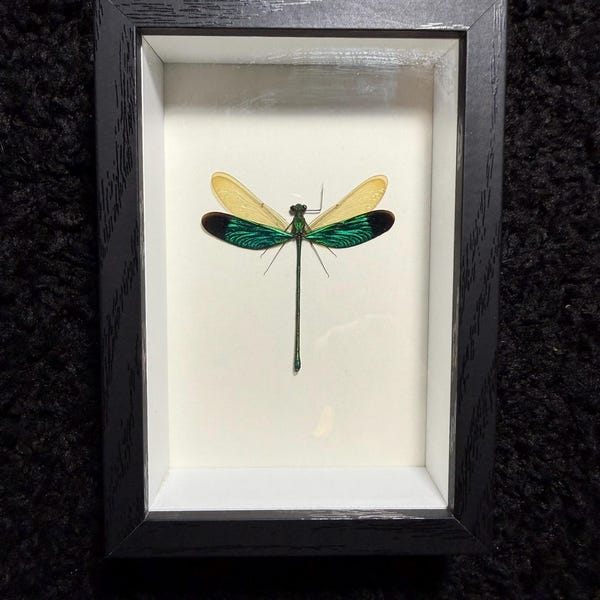 Real Green Metalwing Damselfly, Real Dragonfly, Neurobasis Chinensis - Etsy