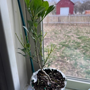 Chinese Perfume Tree, Chinese Rice Flower, in 4 Pot Aglaia Odorata - Etsy