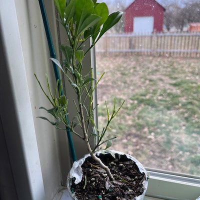 Chinese Perfume Tree, Chinese Rice Flower, in 4 Pot Aglaia Odorata - Etsy