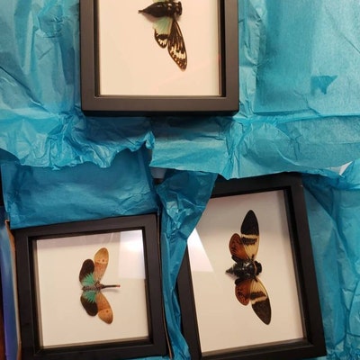 Framed Lanternfly Insect Display Pyrops Pyrorhyncha 6x6 - Etsy