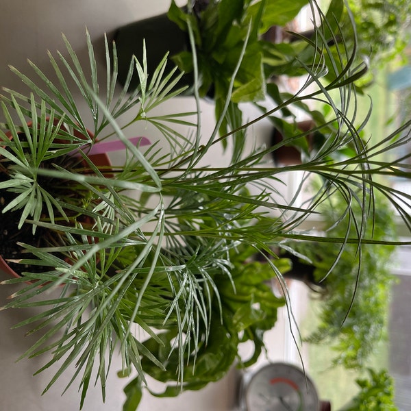 Fern Plant, Eyelash Fern Plant Young Starter Plant in a 4" Pot, Rare ...