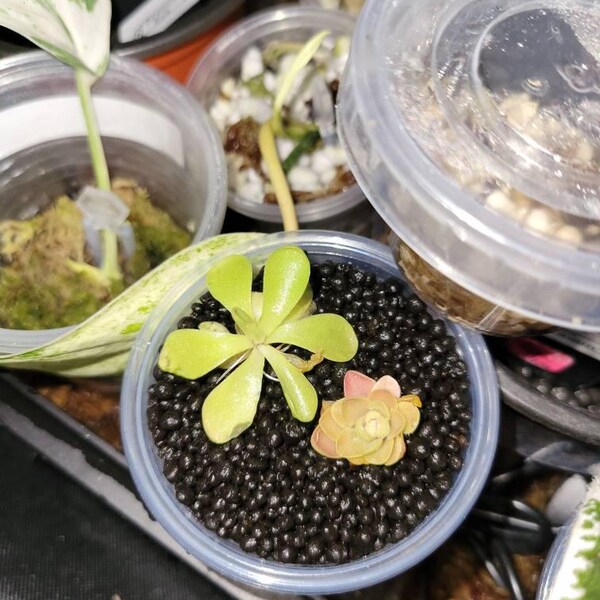 Pinguicula X "pirouette" Butterwort Hybrid - Rare Live Carnivorous ...